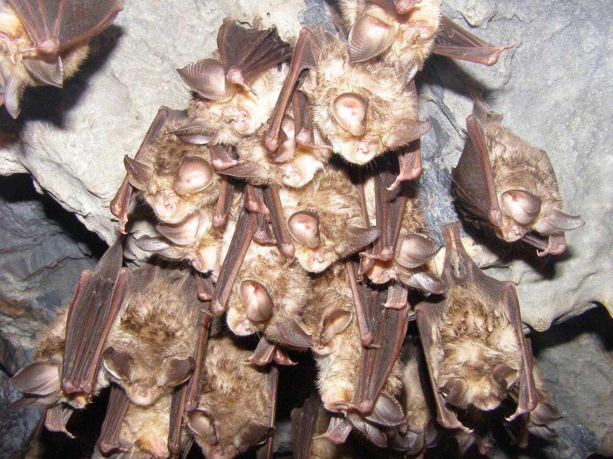 grand_rhinolophe_chauve-souris_colonie_marc_empain.jpeg | Parc national ...