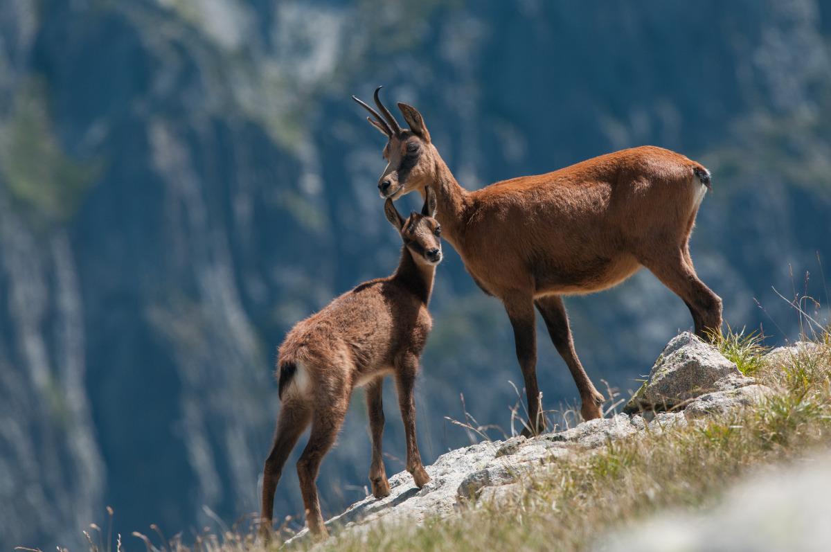 Le suivi de la population d'isards | Parc national des Pyrénées