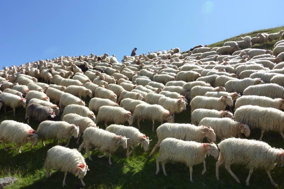 Animaux domestiques | Parc national des Pyrénées
